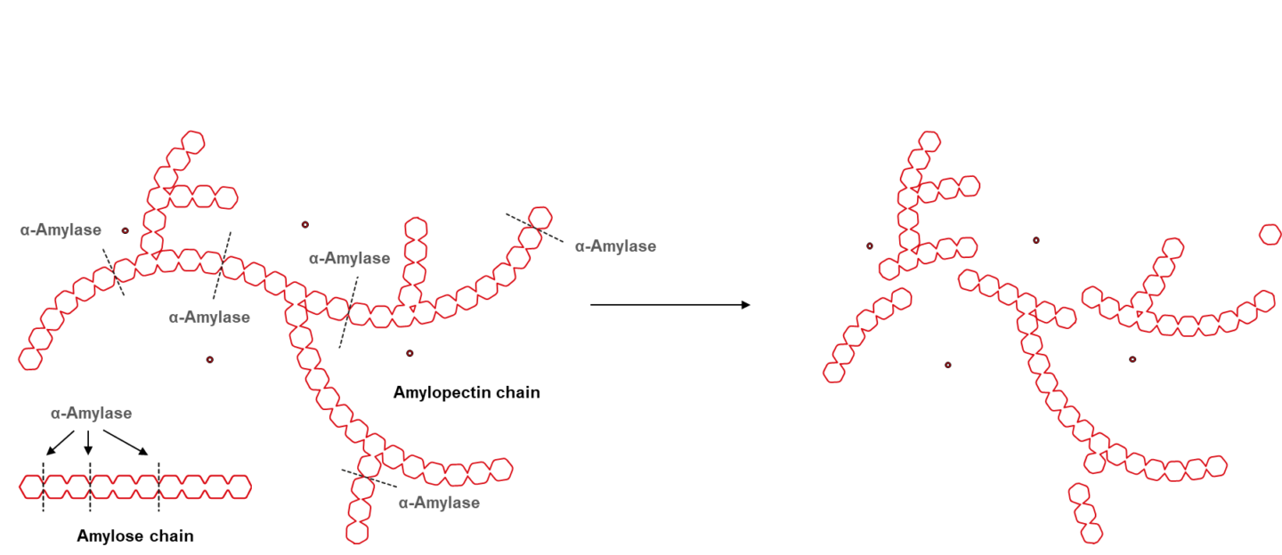Guest Blogger: DuPont Enzymes- Amylex 5T - Murphy and Son